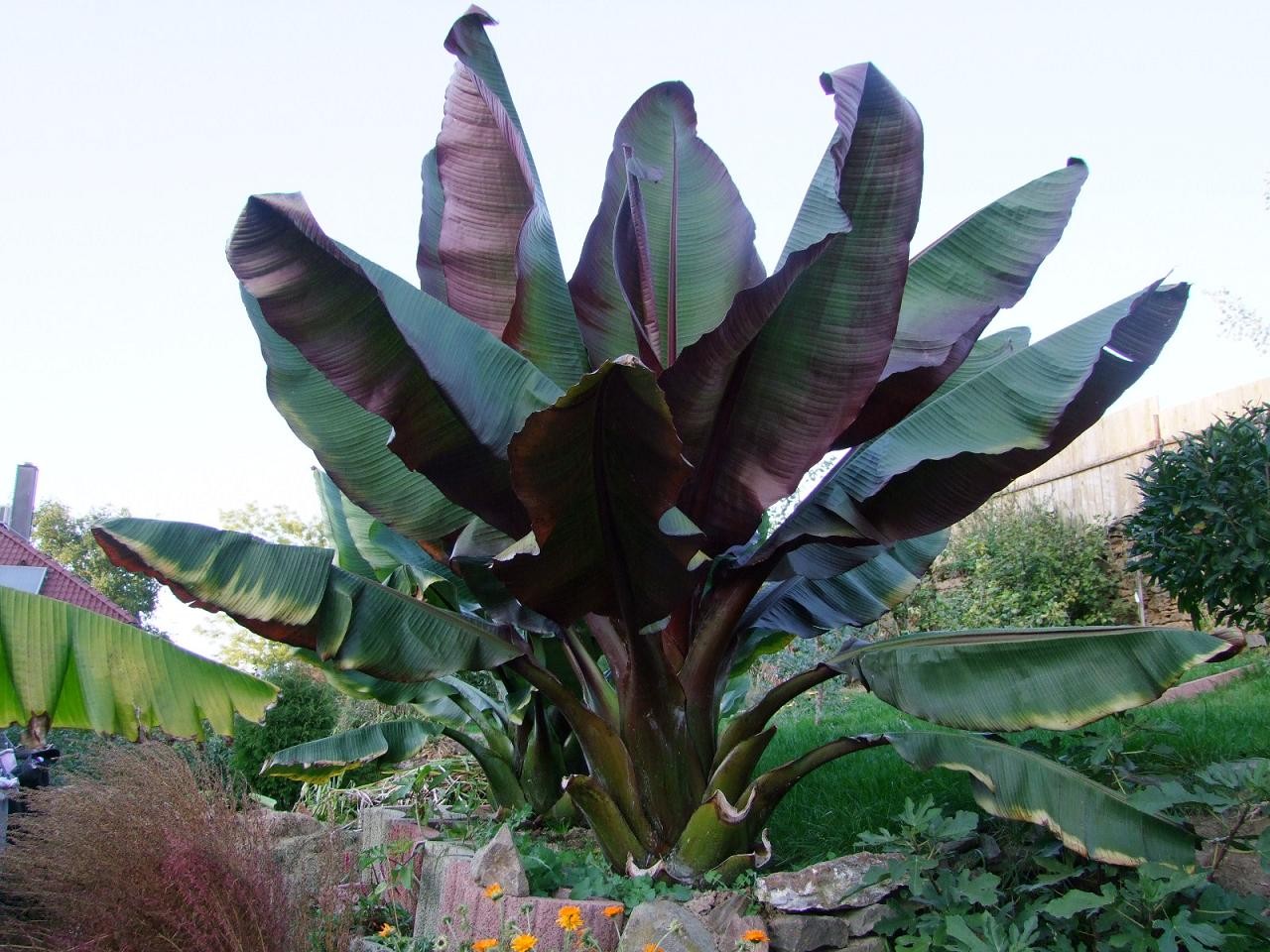 Ensete ventricosum maurelii :: Palm Garden